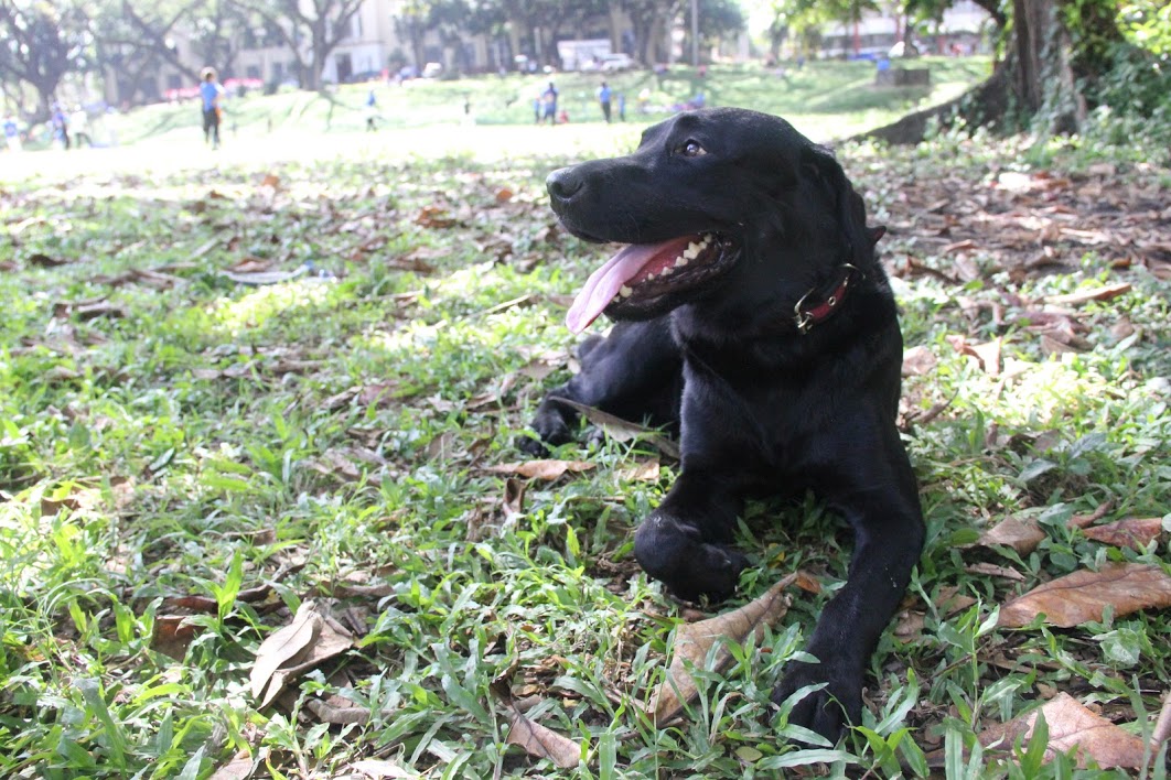 Alpas Pet Accessories – Roots Collective PH